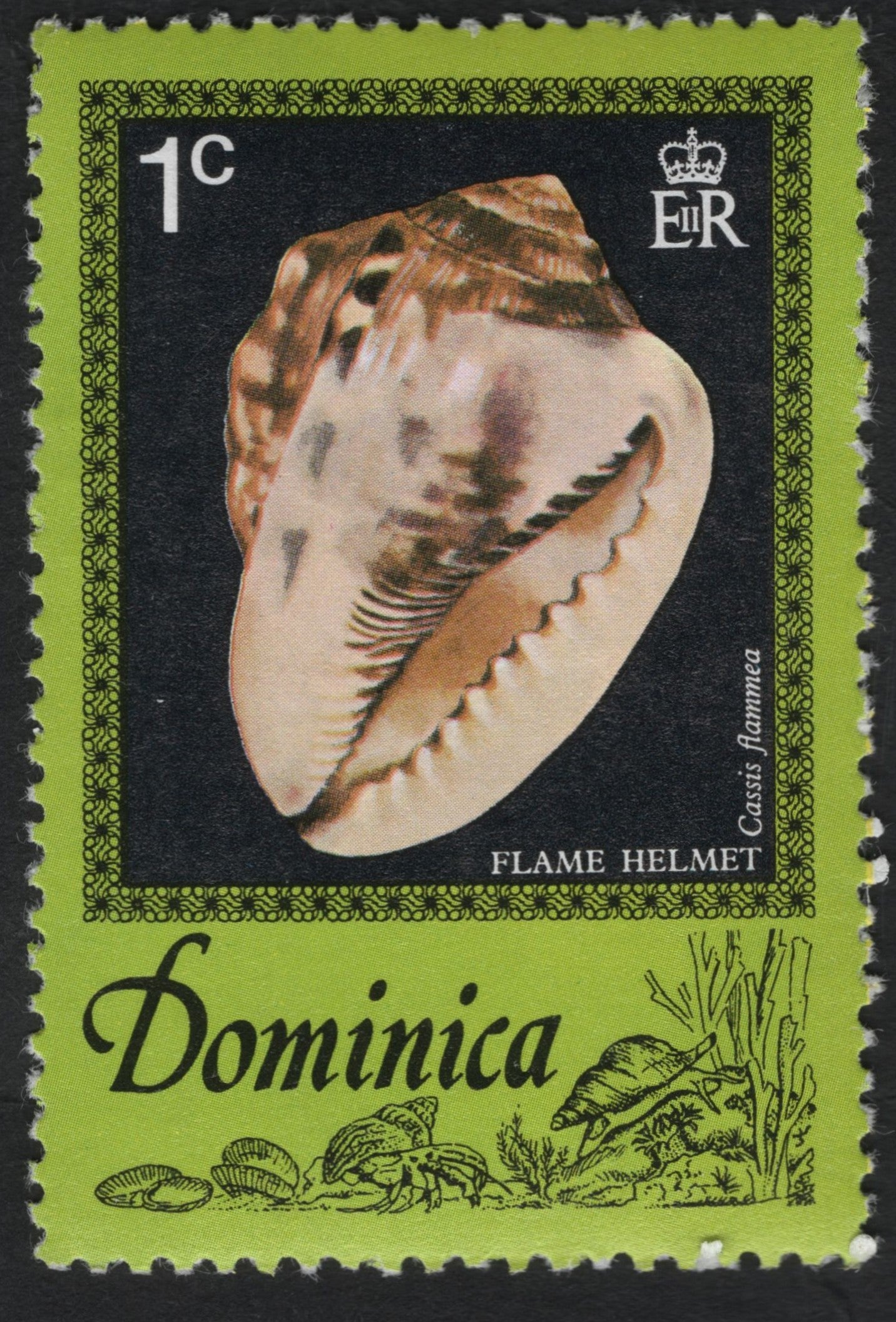 SCG10404 - Dominica 1¢ “Flame Helmet” Seashell Stamp – Cassis flammea ...
